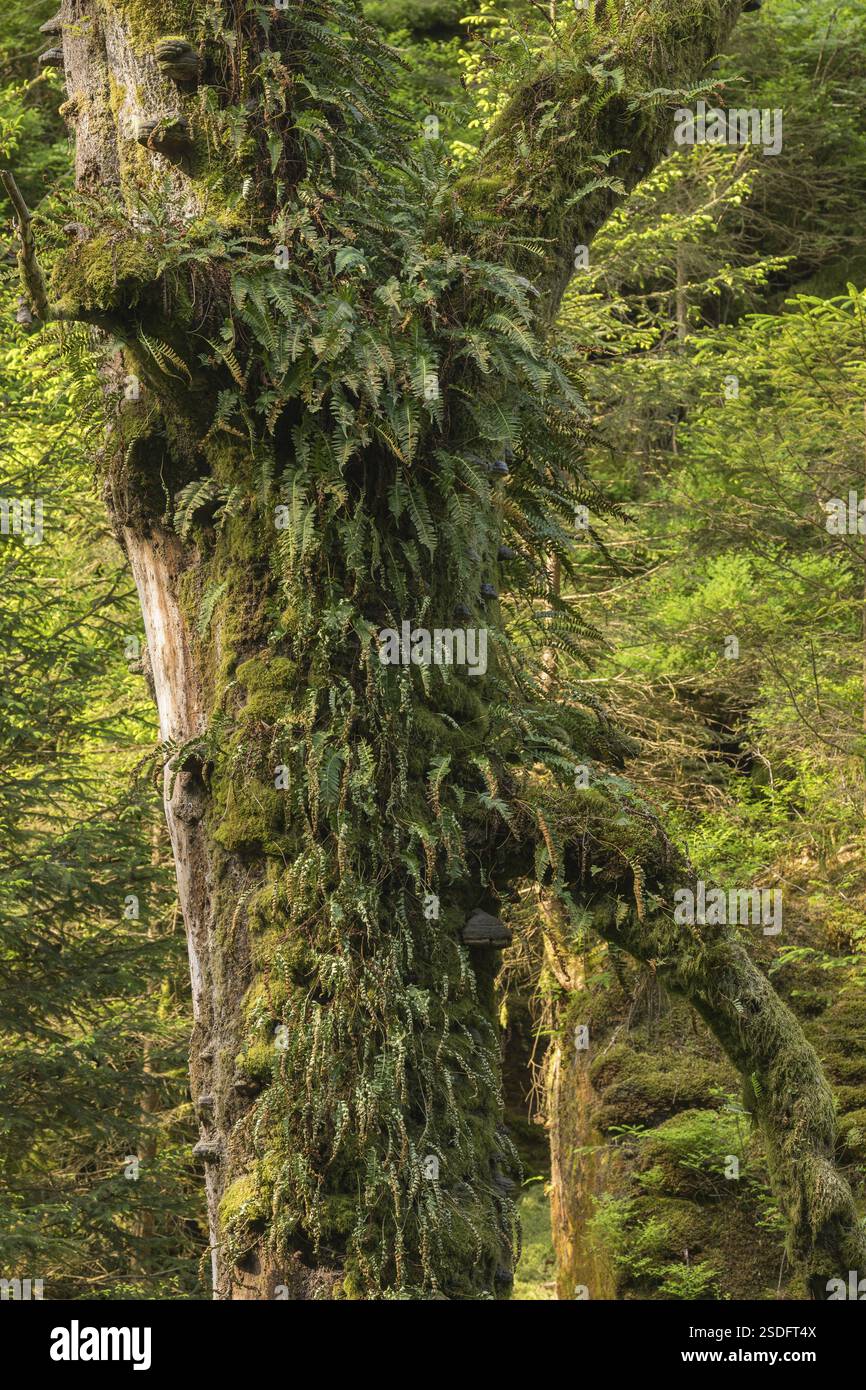 Fern covered tree in the Edmunds Gorge, river Kamnitz, Hrensko, Ustecky ...