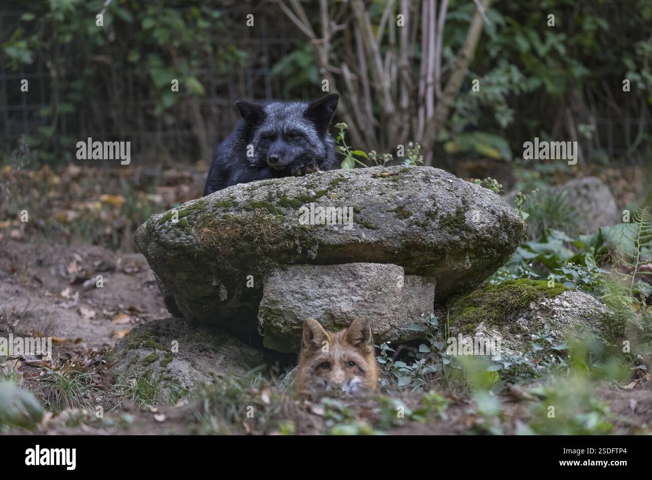 Two-story living. One adult silver fox (Vulpes vulpes) resting on the ...