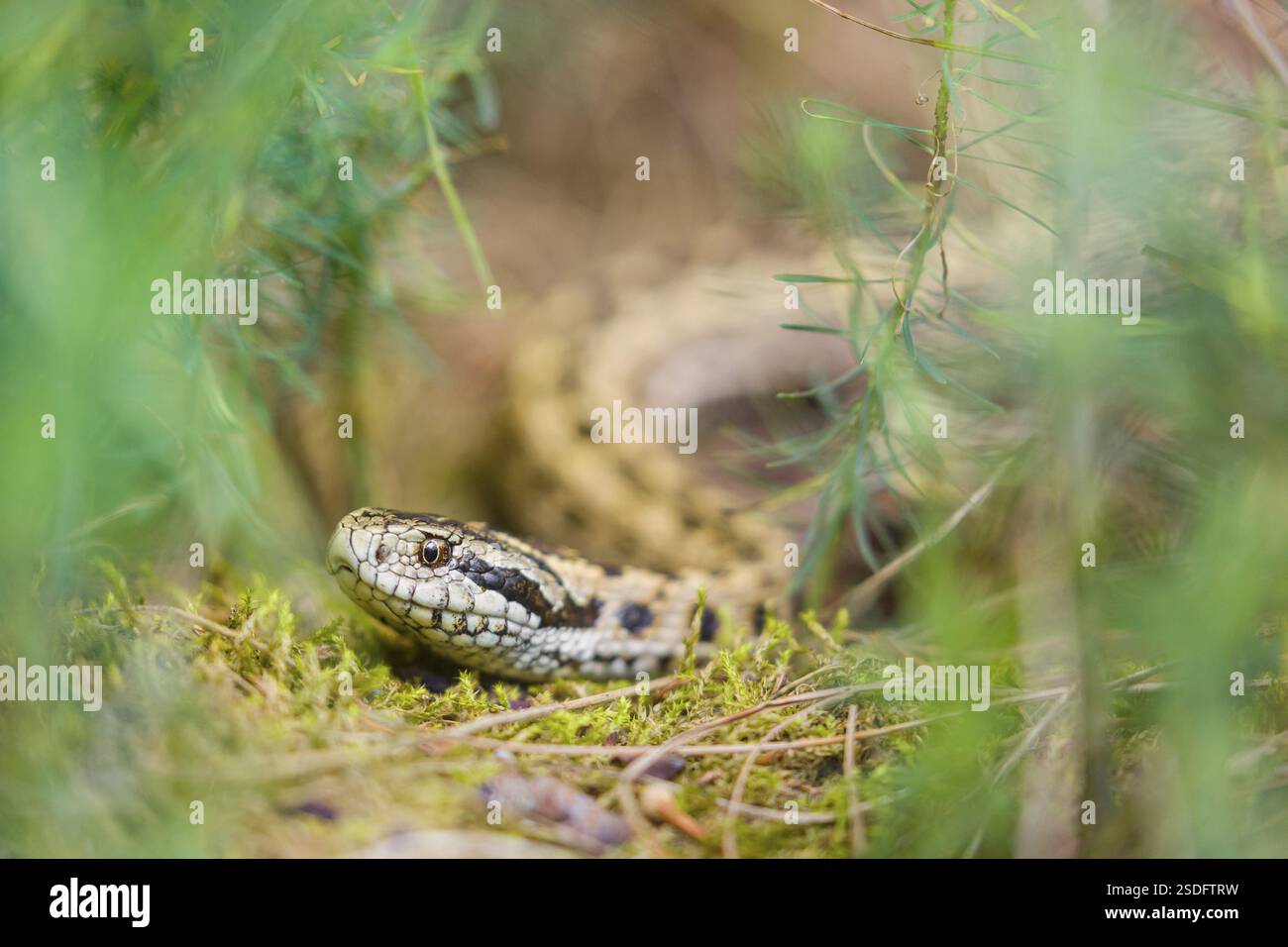 Portrait of a Hungarian meadow viper (Vipera ursinii rakosiensis) lying ...