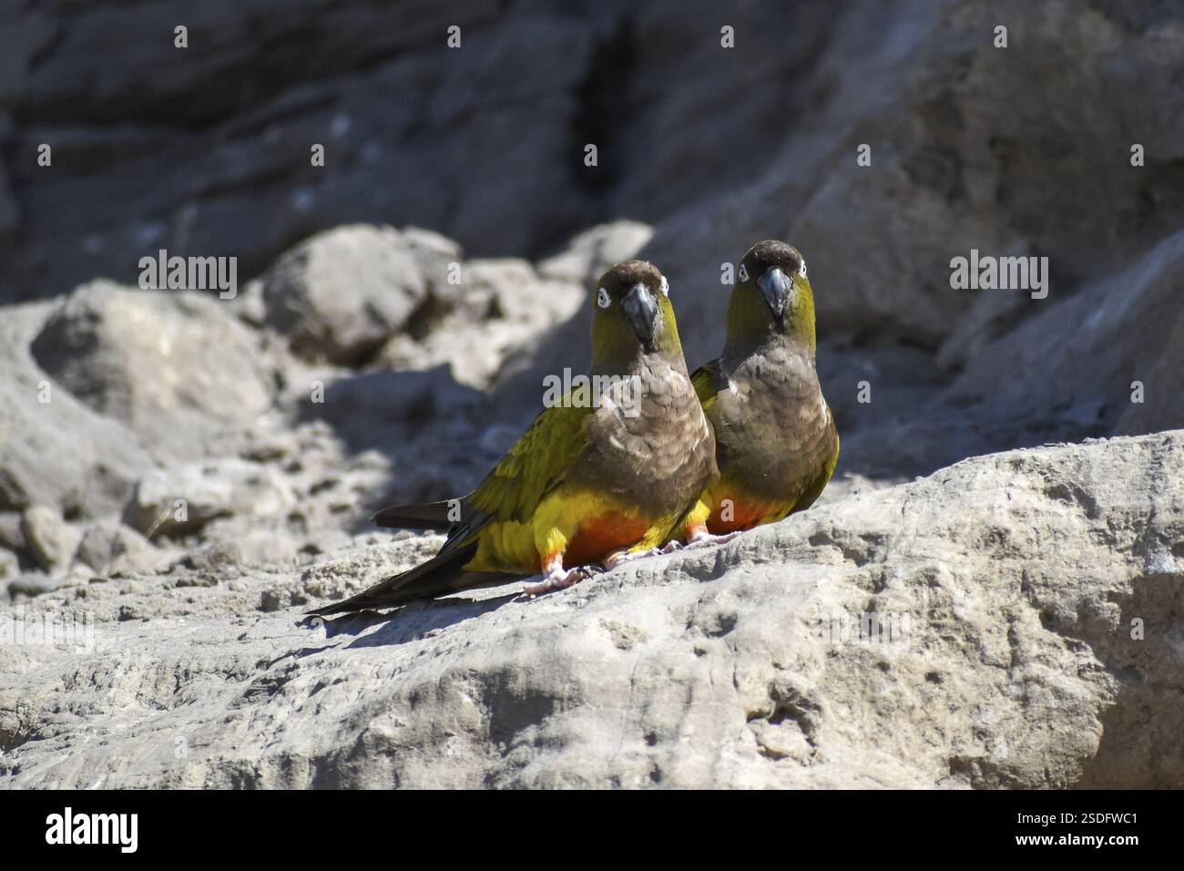 Free-living rock parakeets (Cyanoliseus patagonus) in the world's ...