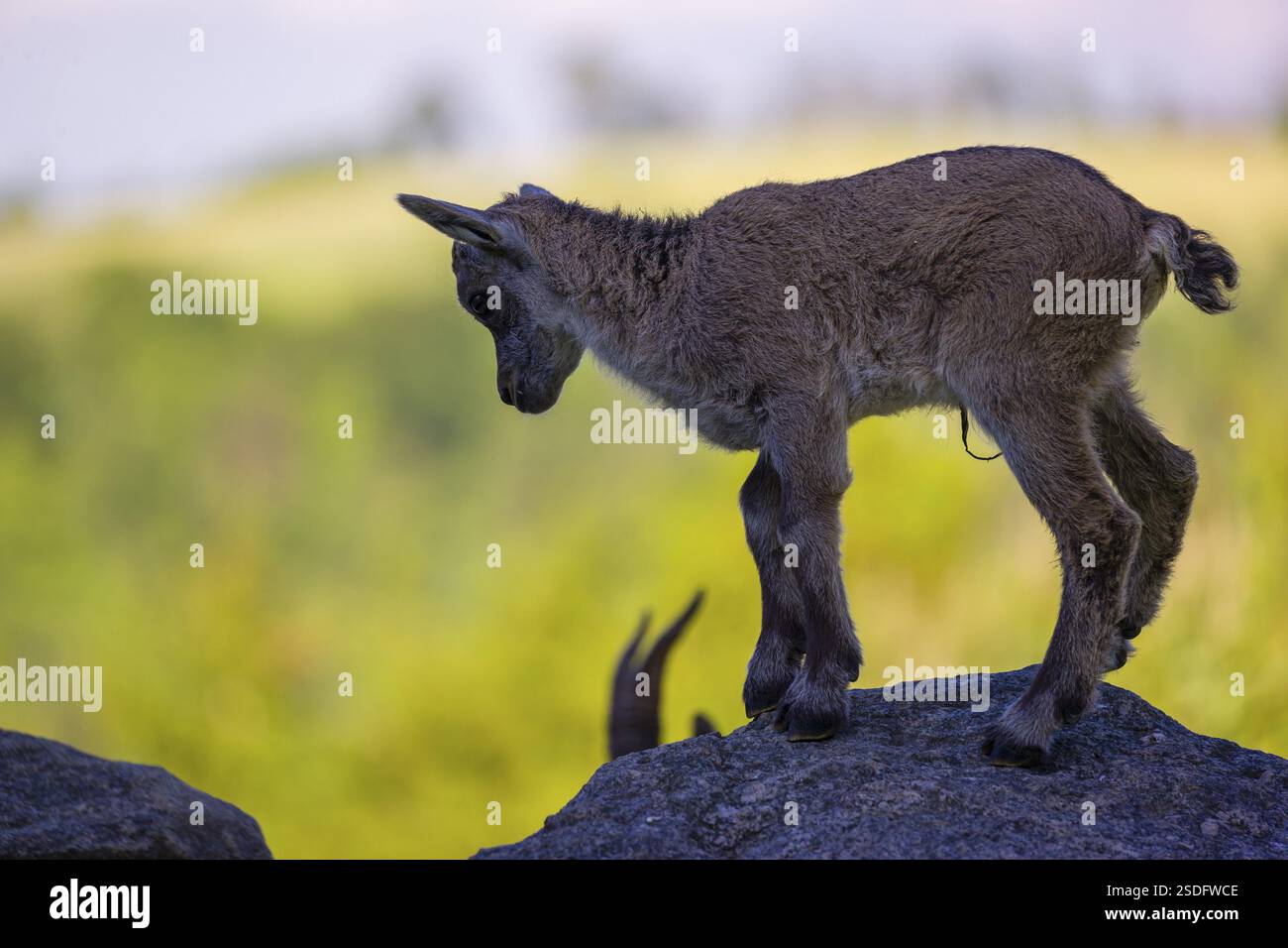 One natural alpine ibex hi-res stock photography and images - Alamy