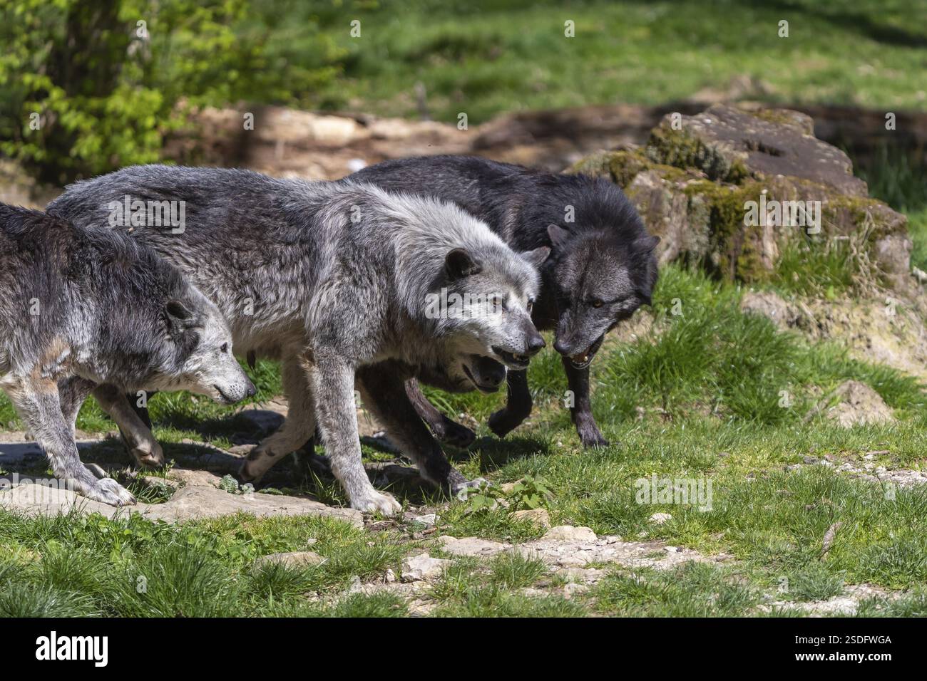 Social behaviour. Three Timberwolves, Canis lupus lycaon, greeting each ...