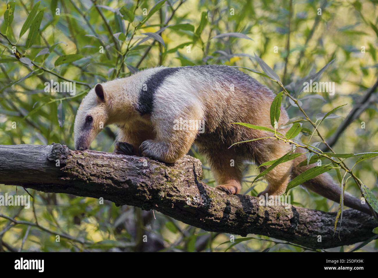 One southern tamandua (Tamandua tetradactyla), climbs up a tree in a ...