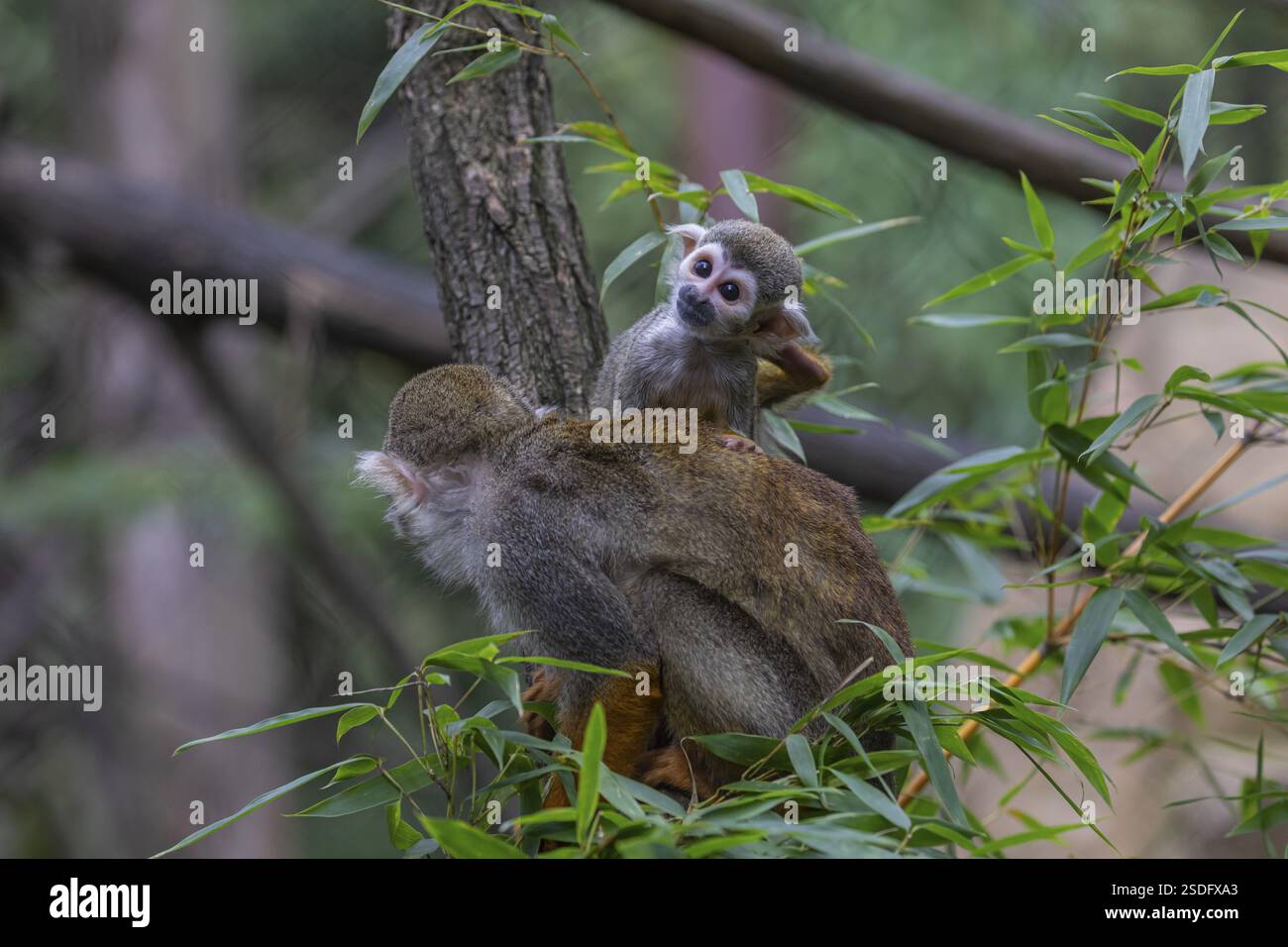 One female Central American squirrel monkey, Saimiri oerstedii ...