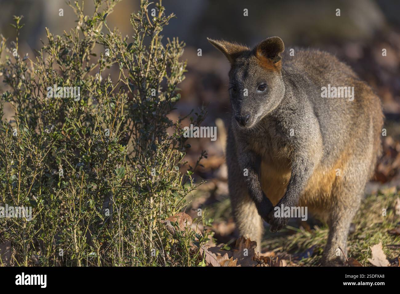 One swamp wallaby (Wallabia bicolor) next to a bush in early morning ...