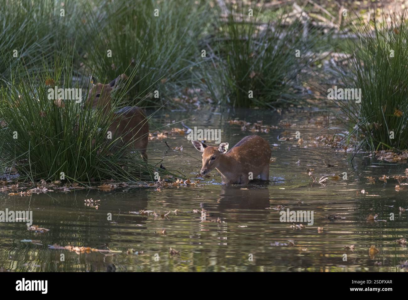Vietnamese Sika Deer doe, Cervus nippon pseudaxis, standing in a ...
