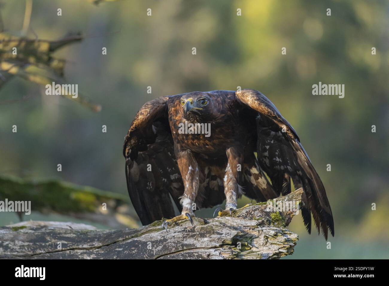 One golden eagle (Aquila chrysaetos) sitting on a broken and rotting ...
