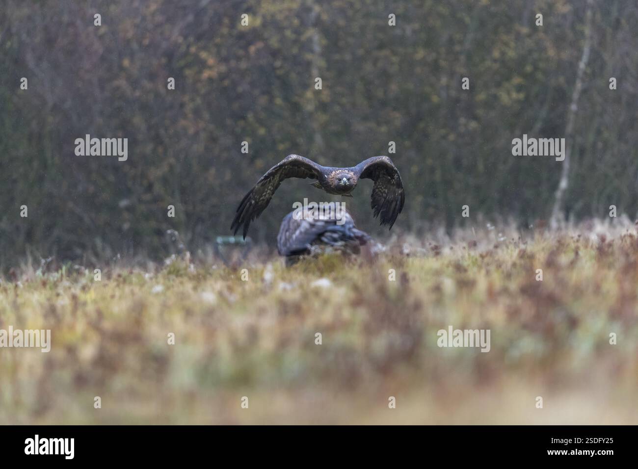 One golden eagle (Aquila chrysaetos) flying over a meadow during snow ...