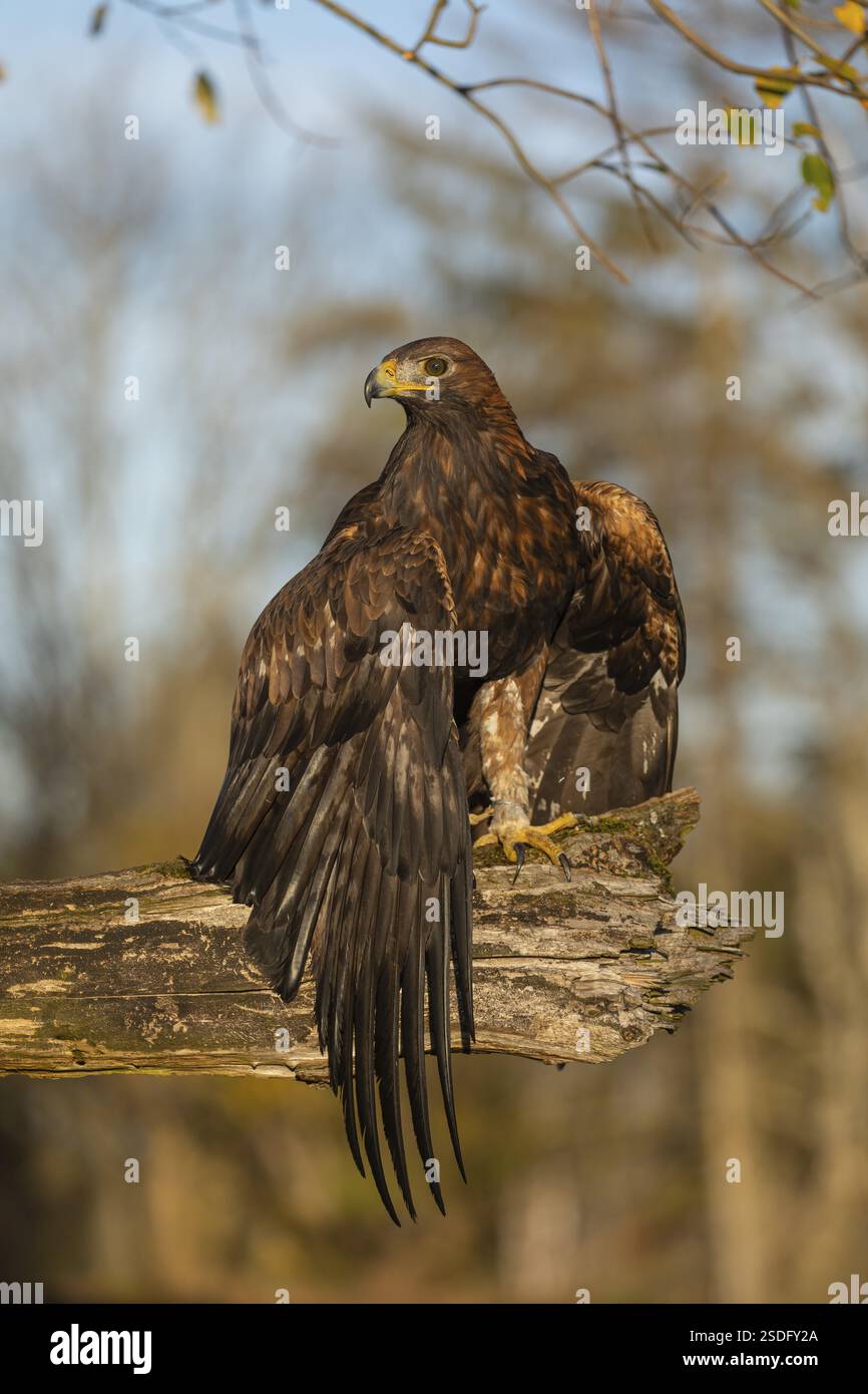 One golden eagle (Aquila chrysaetos) sitting on a broken and rotting ...