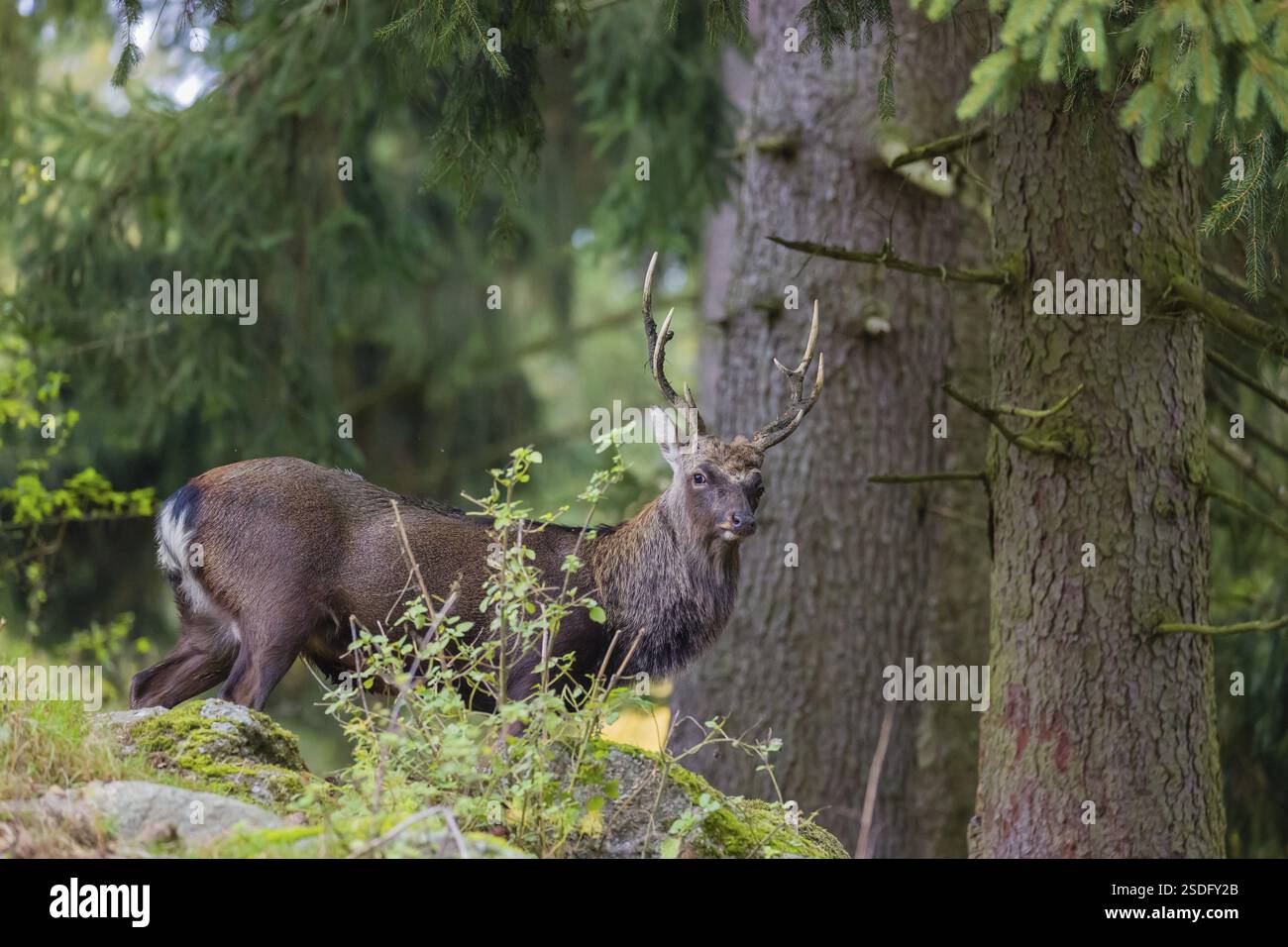 A Japanese sika deer (Cervus nippon nippon) stag stands on hilly ground ...