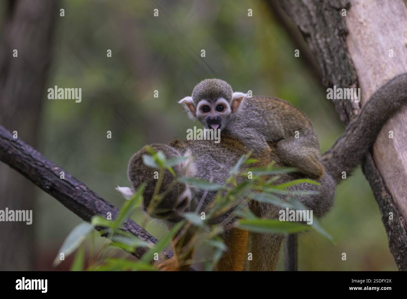 One female Central American squirrel monkey, Saimiri oerstedii ...