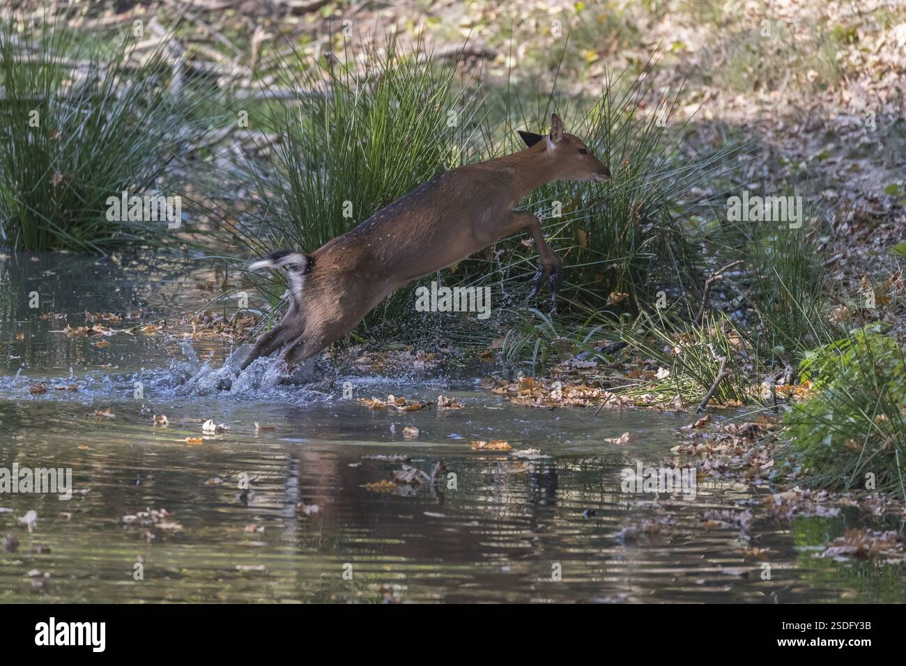 Vietnamese Sika Deer doe, Cervus nippon pseudaxis, running through a ...