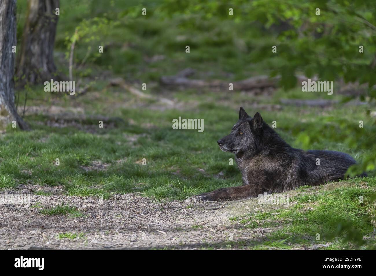 One black female Timberwolf, Canis lupus lycaon, resting in an open ...