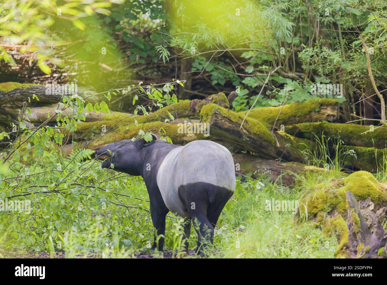 A Malayan tapir (Acrocodia indica) stands hidden in dense undergrowth ...