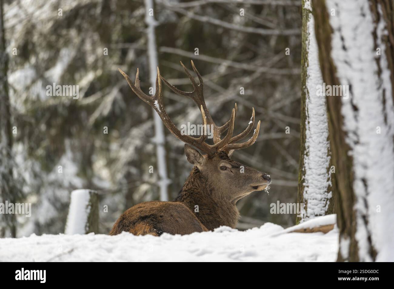 One Red Deer stag resting in a snow covered dense forest in winter ...