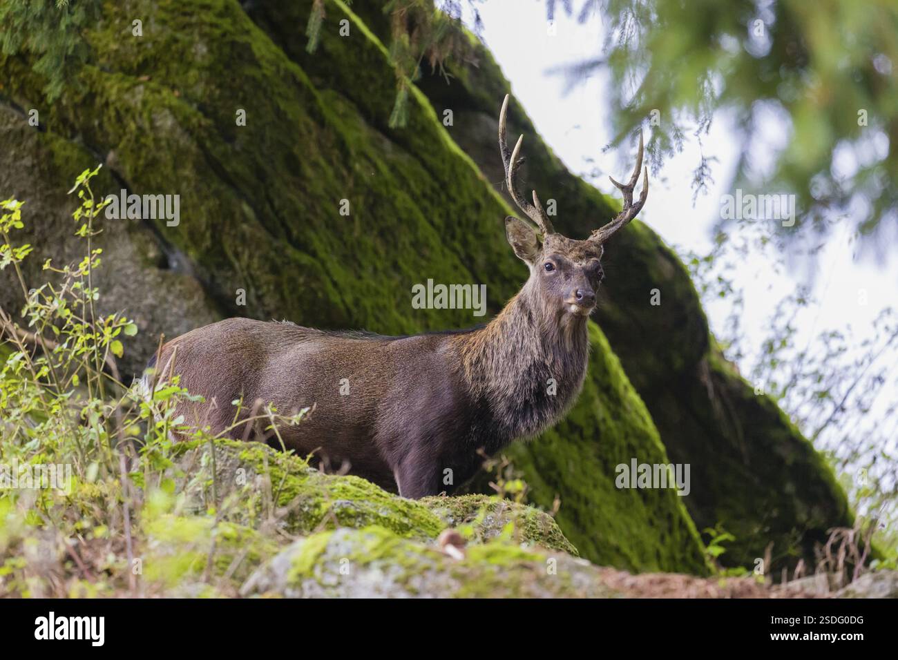 A Japanese sika deer (Cervus nippon nippon) stag stands on hilly ground ...