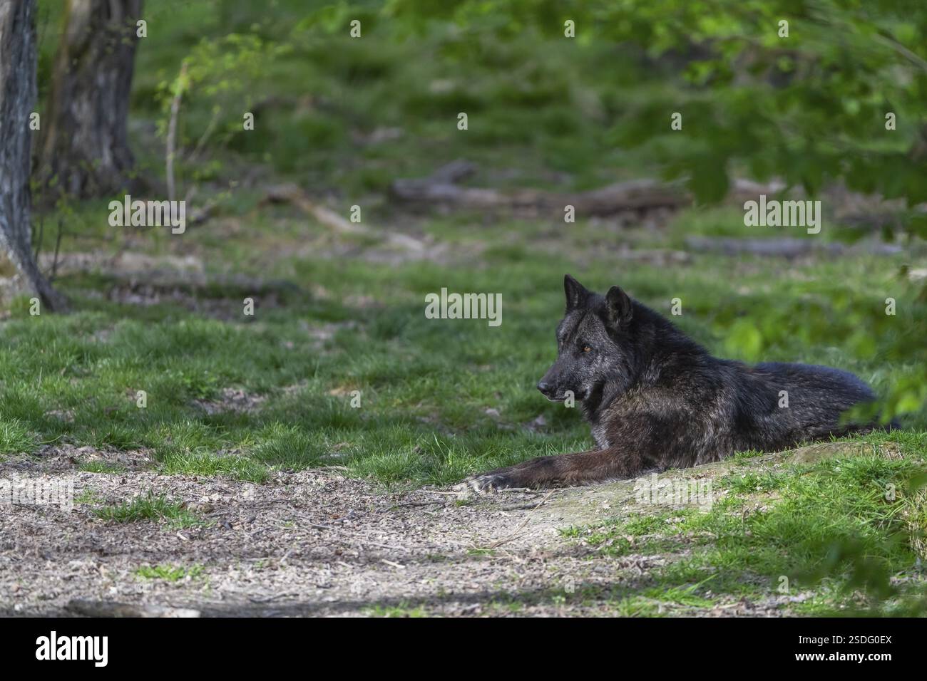 One black female Timberwolf, Canis lupus lycaon, resting in an open ...