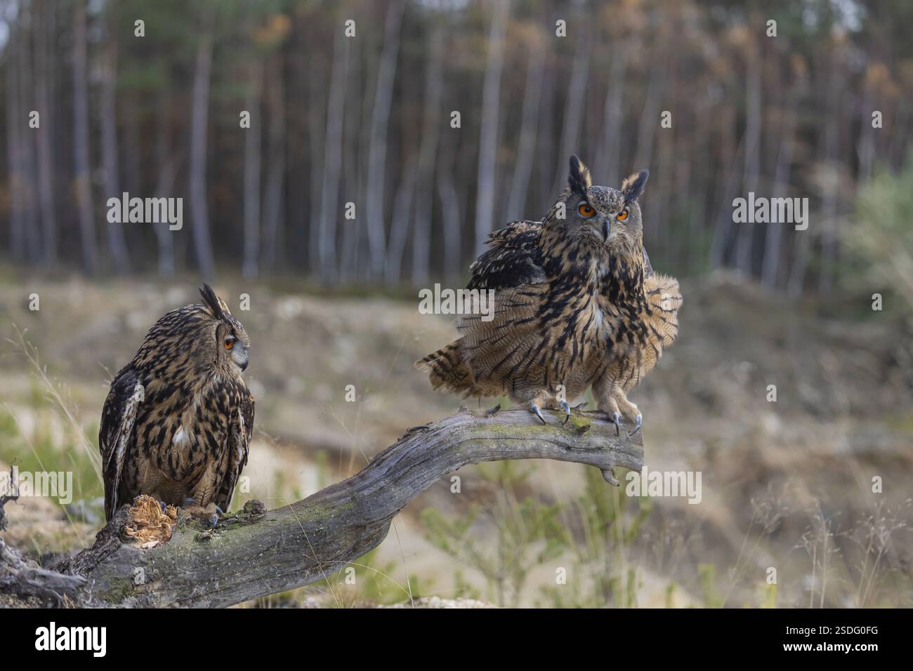 Two Eurasian Eagle Owls, Bubo bubo, sitting side by side on a root of a dead tree. A forest in ...