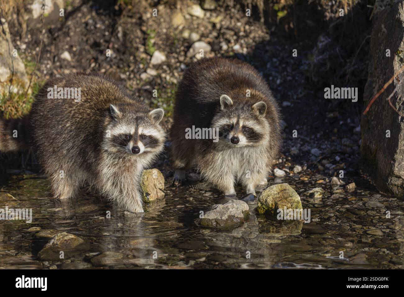 Two Raccoons, Procyon lotor, looking for food between the pebbles in ...
