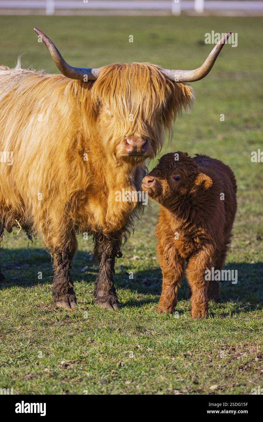One Highland cow (Bos (primigenius) taurus) stands side by side with ...