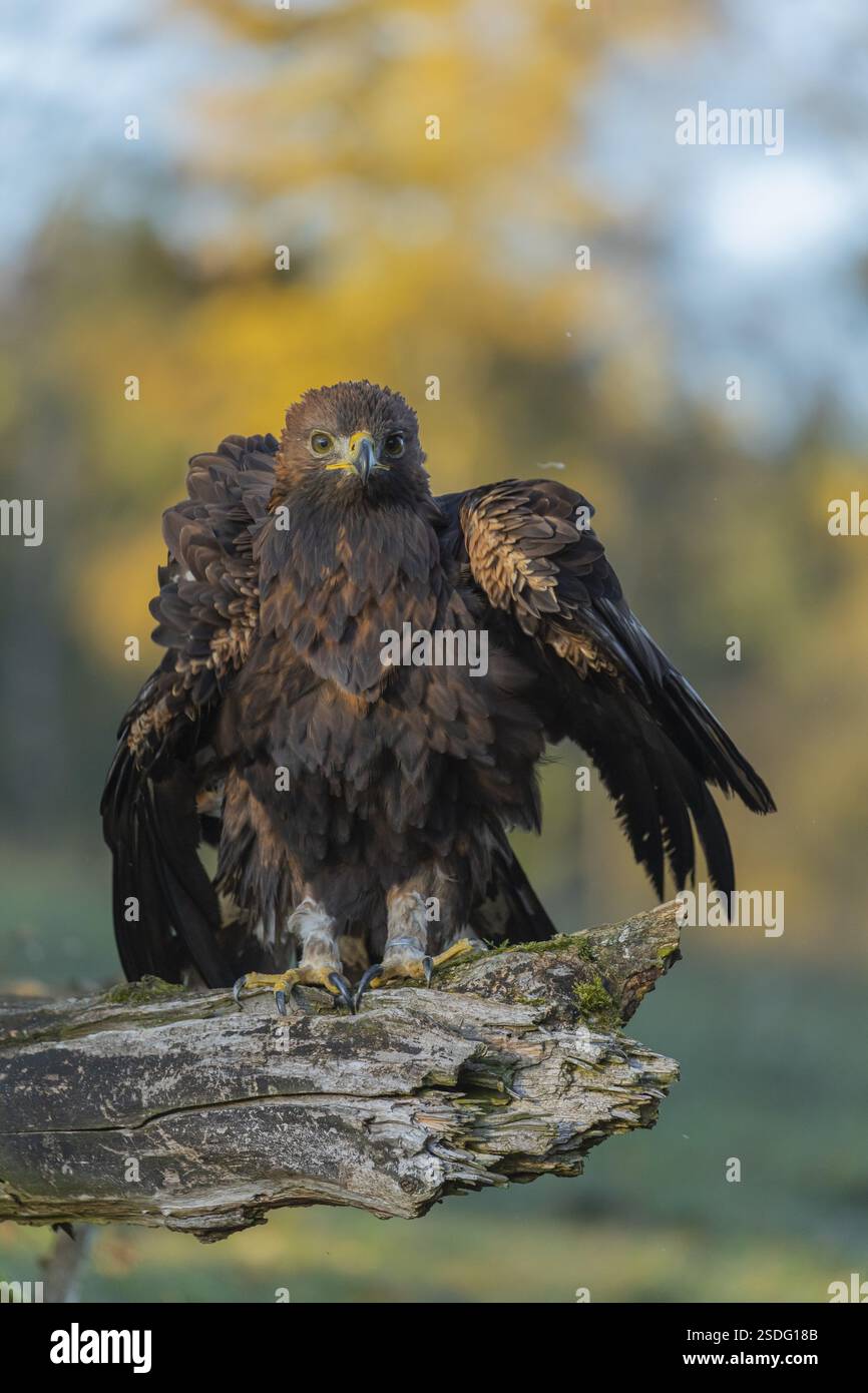 One golden eagle (Aquila chrysaetos) sitting on a broken and rotting ...