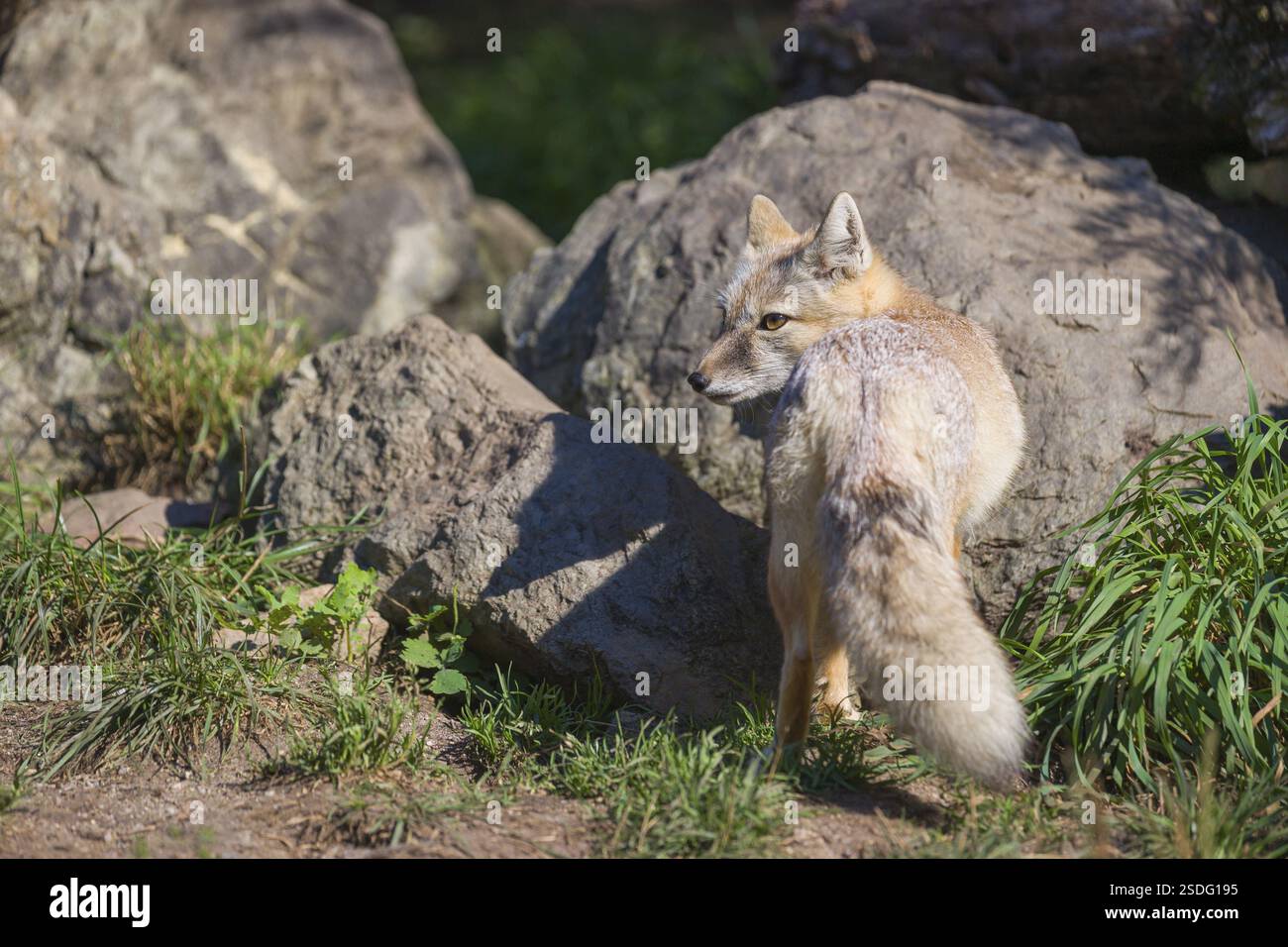 One corsac fox (Vulpes corsac) standing in front of some rocks Stock Photo - Alamy