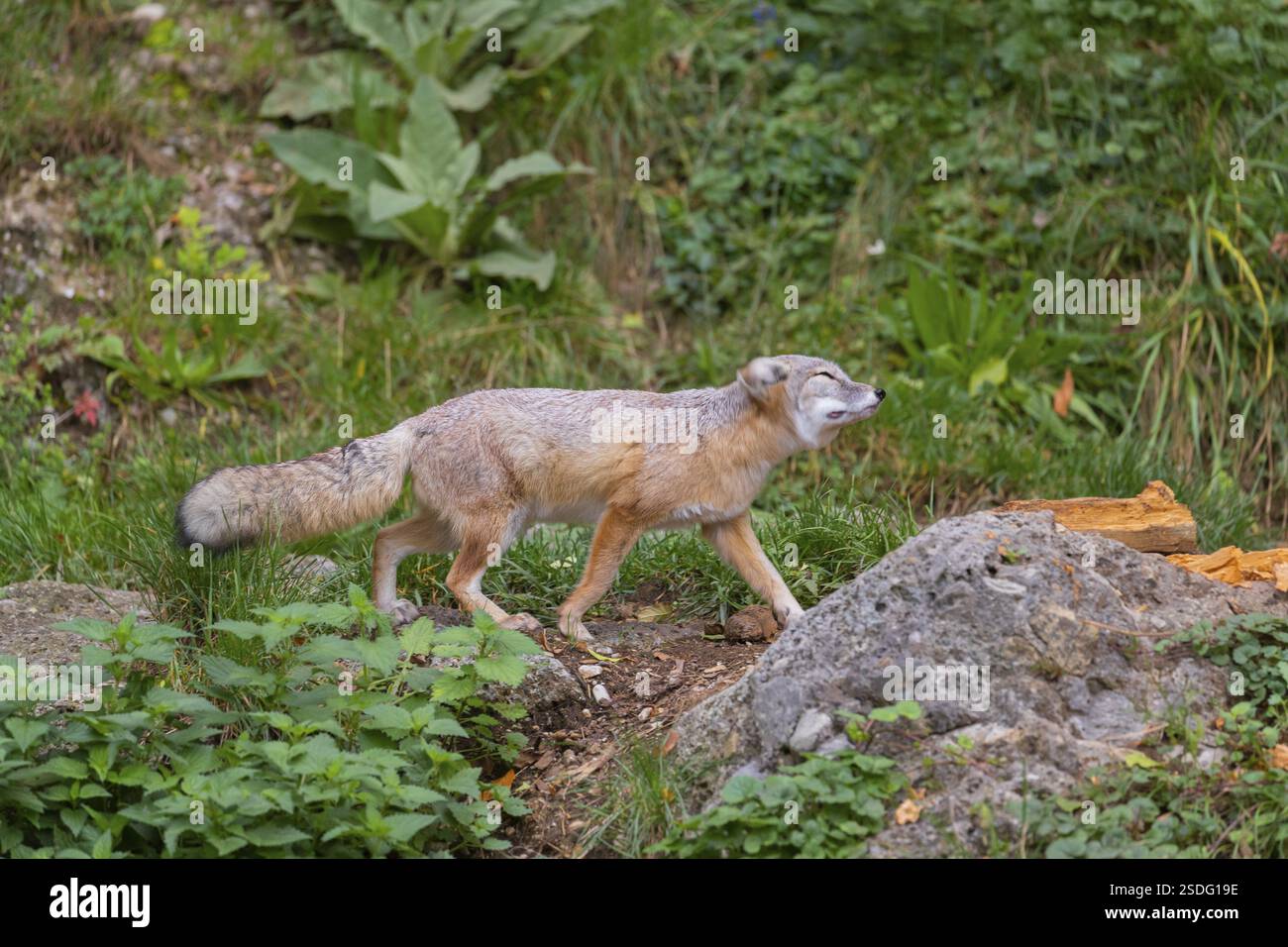 One corsac fox (Vulpes corsac) walking through green vegetation on ...