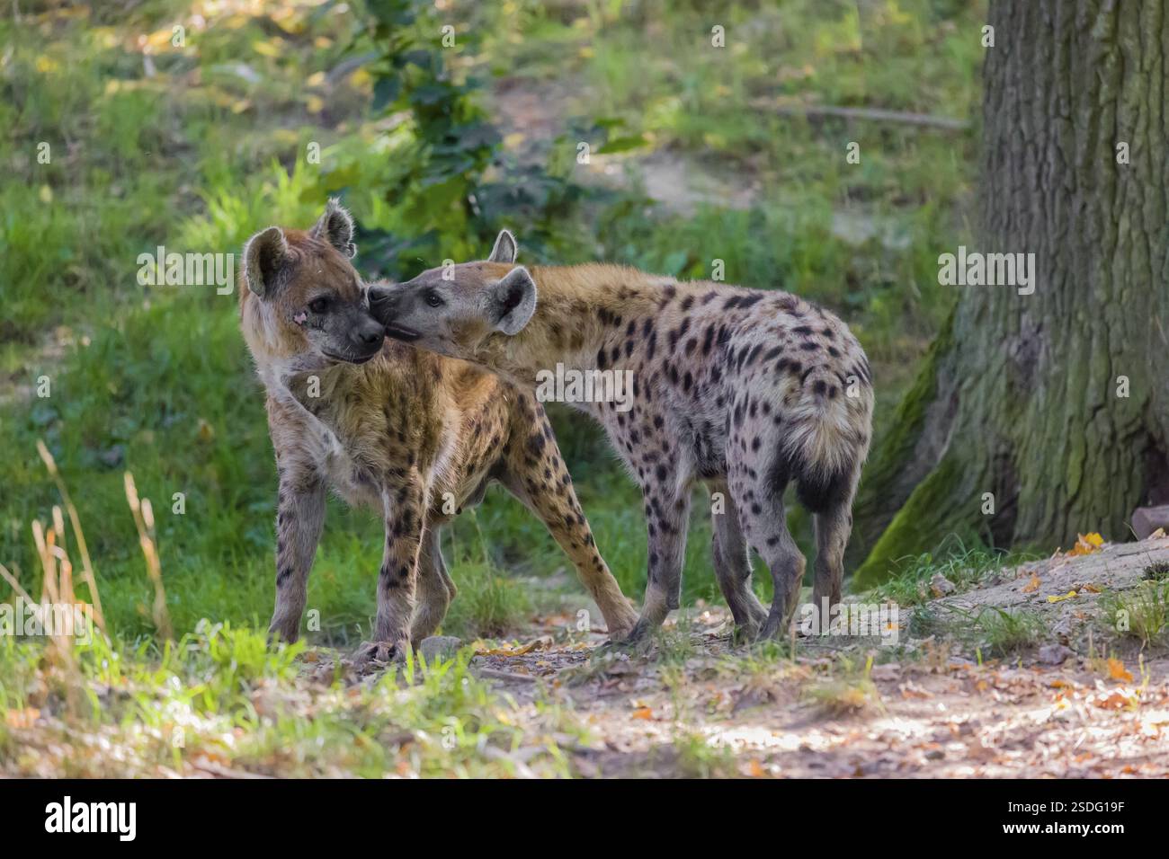 Two spotted hyenas (Crocuta crocuta), or laughing hyena meet and greet ...
