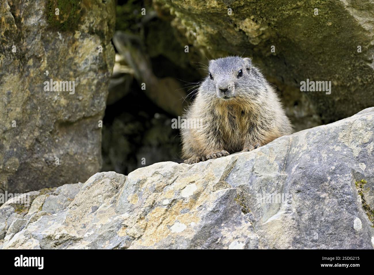 Alpine marmot (Marmota marmota), sitting on rocks, Switzerland, Europe Stock Photo - Alamy