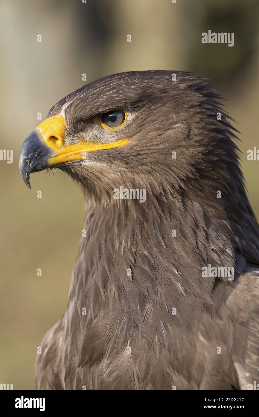 Portrait of Aquila nipalensis, steppe eagle, in late light with green ...