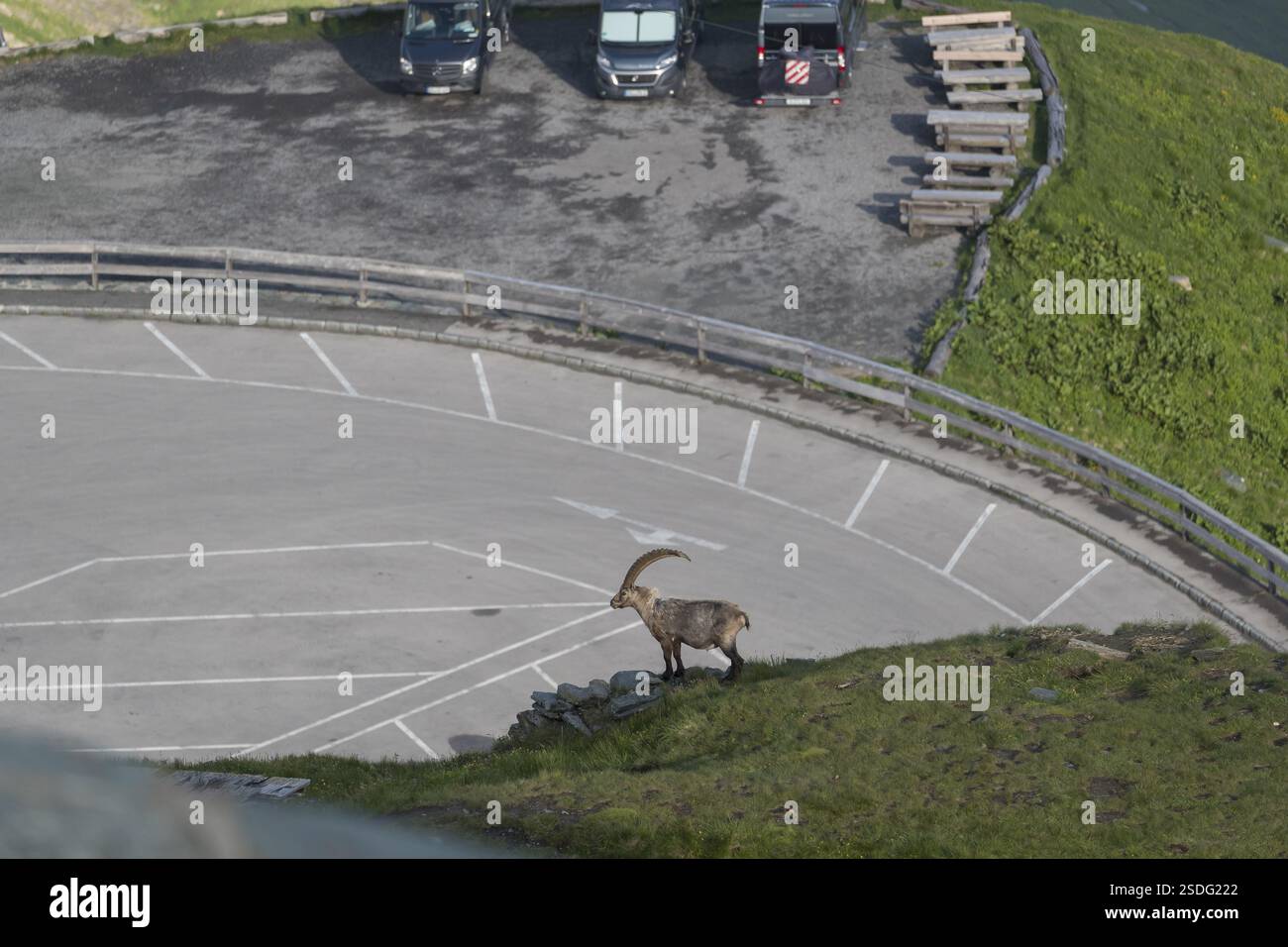 One adult ibex (Capra ibex) standing on a meadow on 2500 m sea level in ...