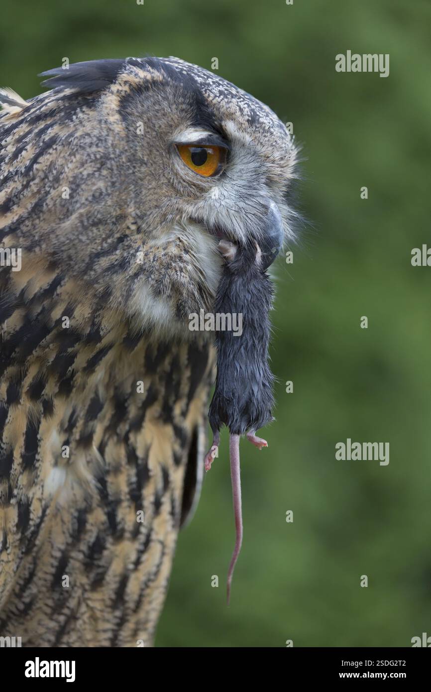 Portrait of an Eurasian Eagle Owl, Bubo bubo. Swallowing a dark grey ...