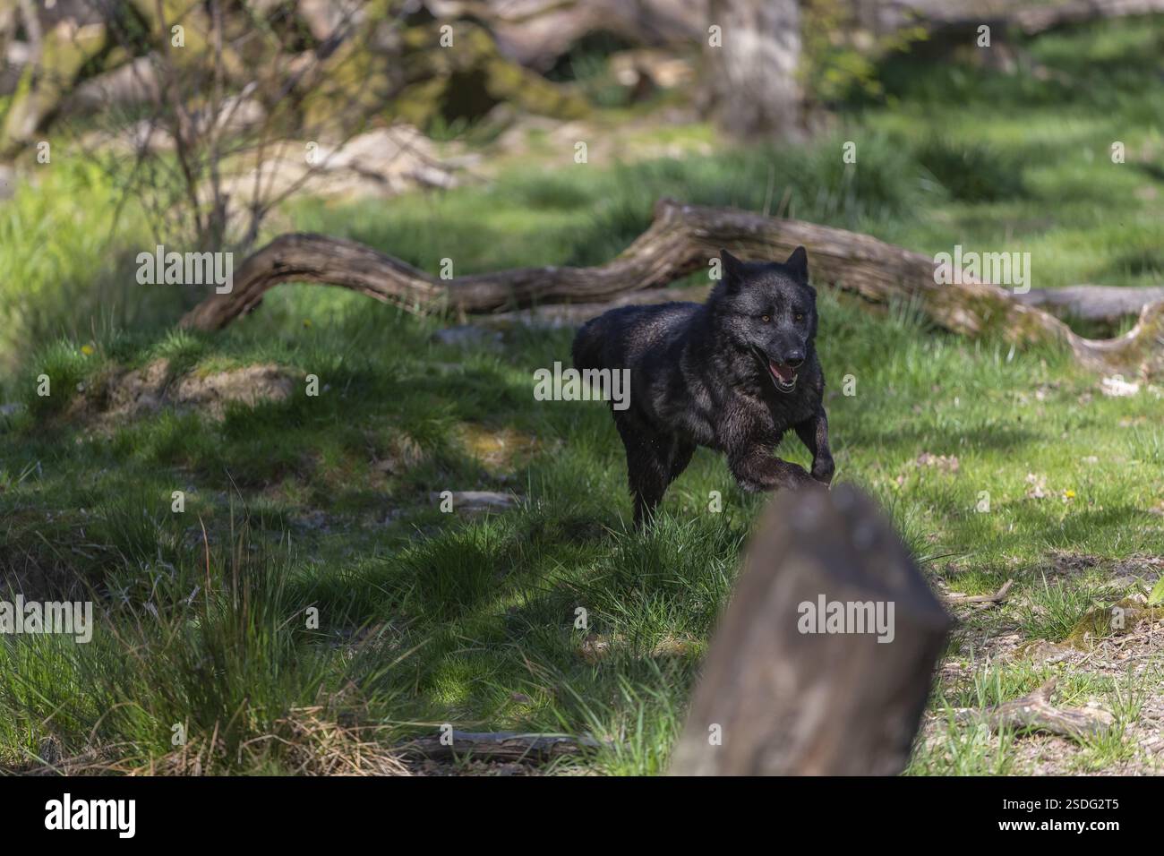 One Timberwolf, Canis lupus lycaon, running towards camera with open ...