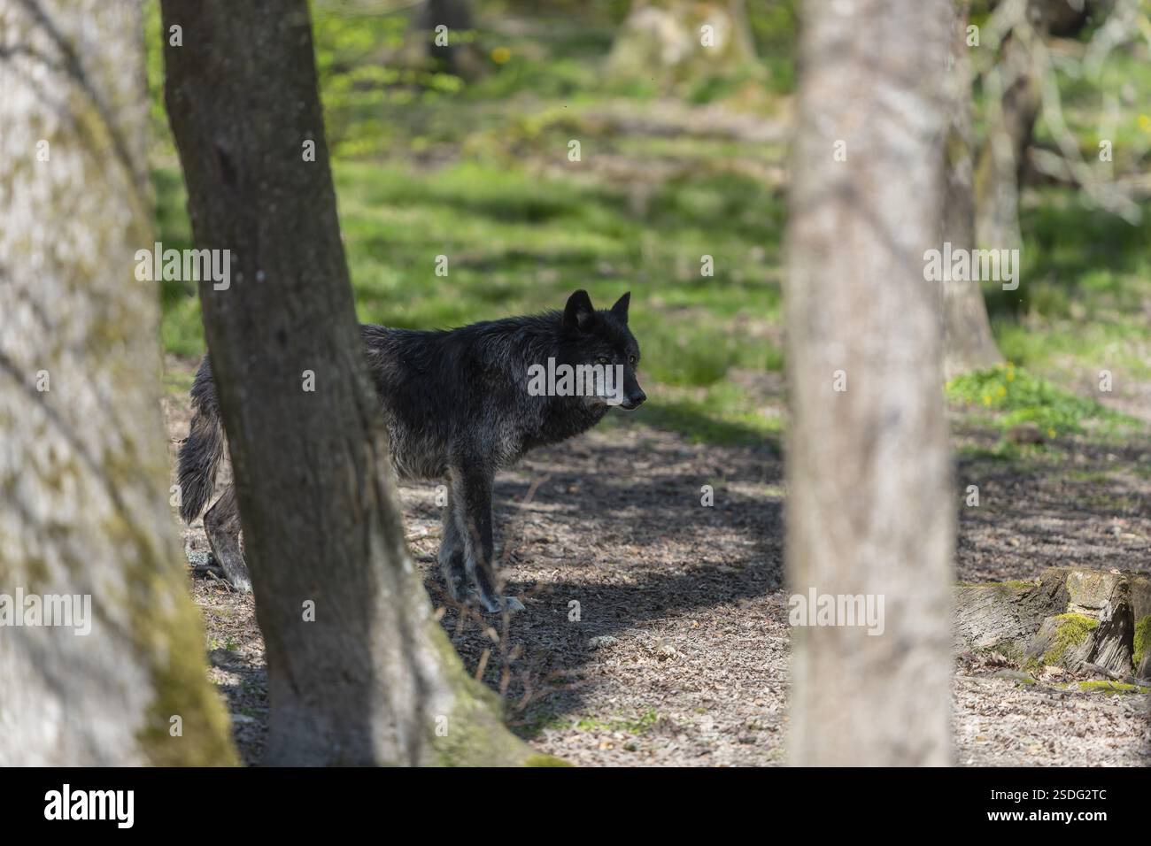 One Timberwolf, Canis lupus lycaon, standing in a forest Stock Photo ...