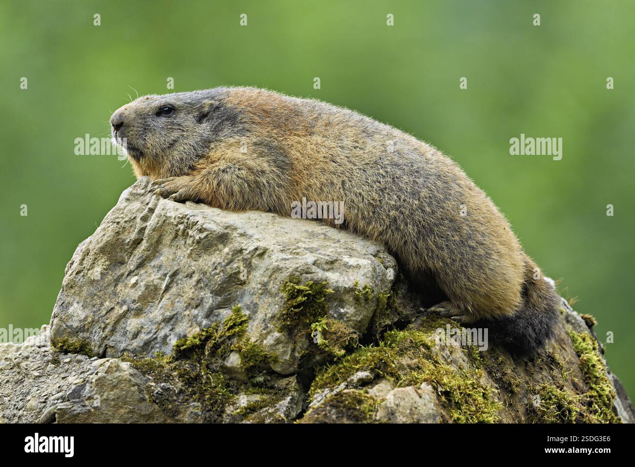 Alpine marmot (Marmota marmota), sitting on rocks, Switzerland, Europe Stock Photo - Alamy