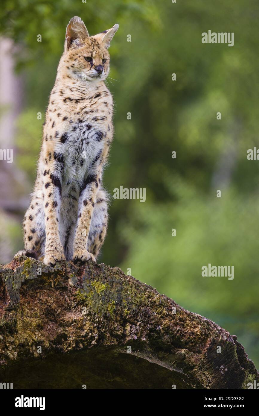 One male serval, Leptailurus serval, sits on a dead tree and looks into ...