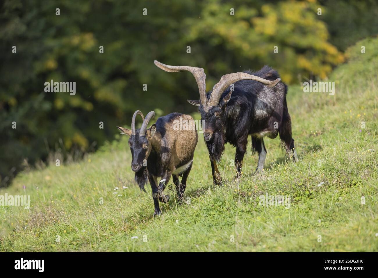 One male Tauernschecke goat, Capra aegagrus hircus, checks the ...