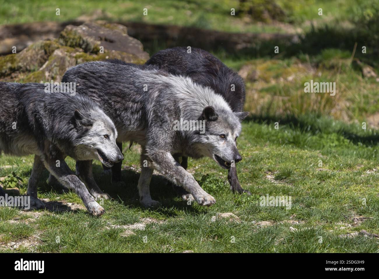 Social behaviour. Three Timberwolves, Canis lupus lycaon, greeting each ...