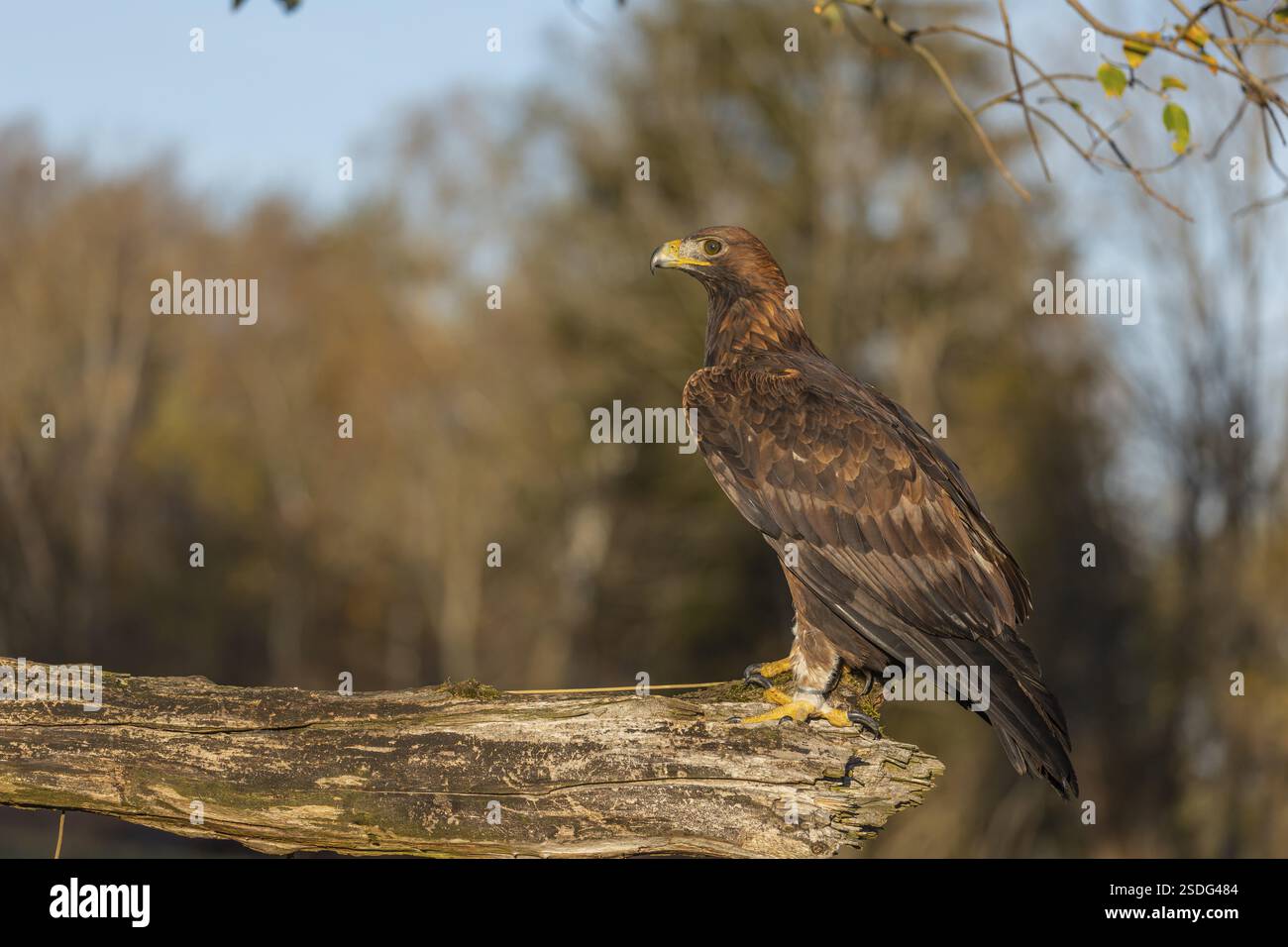 One golden eagle (Aquila chrysaetos) sitting on a broken and rotting ...