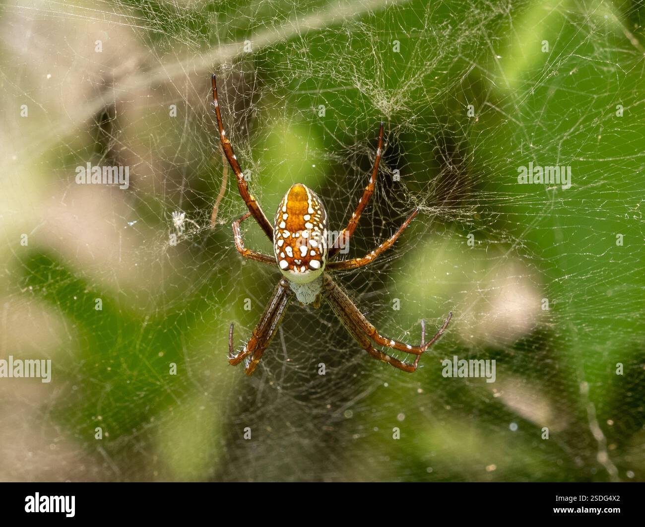 Guam Brown Spider Species Stock Photo - Alamy