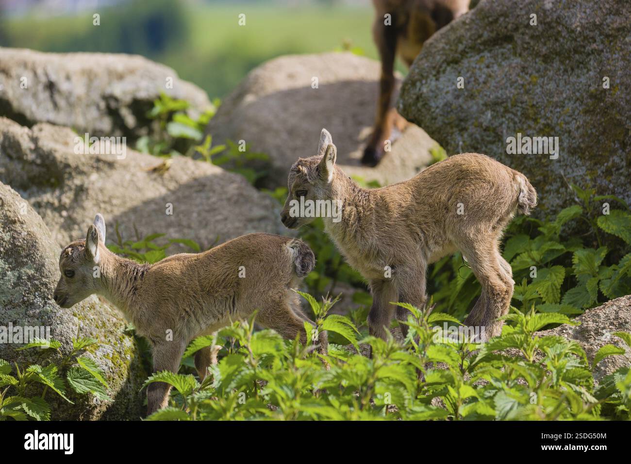 Two baby ibex (Capra ibex) play on a rocks Stock Photo - Alamy