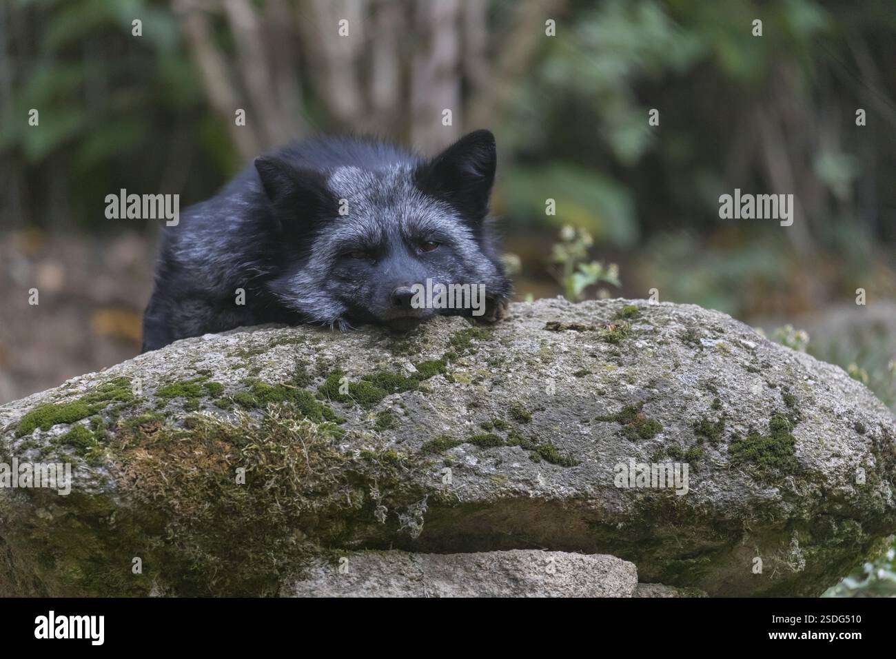 One adult silver fox (Vulpes vulpes) resting on a rock. The silver fox ...