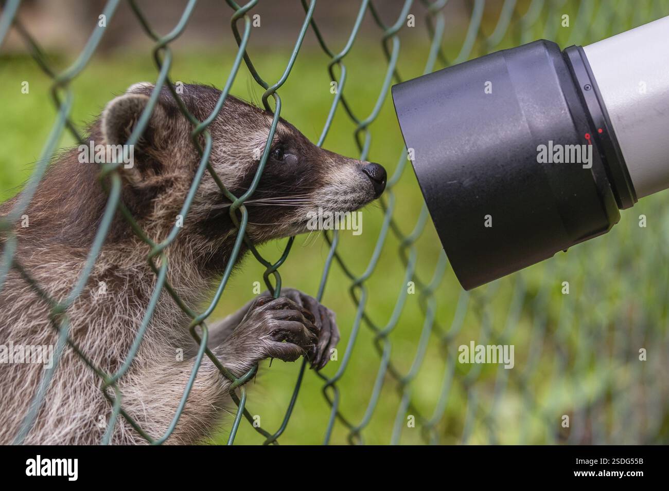 One captive young Raccoon, Procyon lotor, standing behind a fence ...