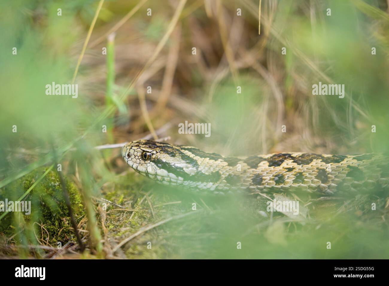 Portrait of a Hungarian meadow viper (Vipera ursinii rakosiensis) lying ...