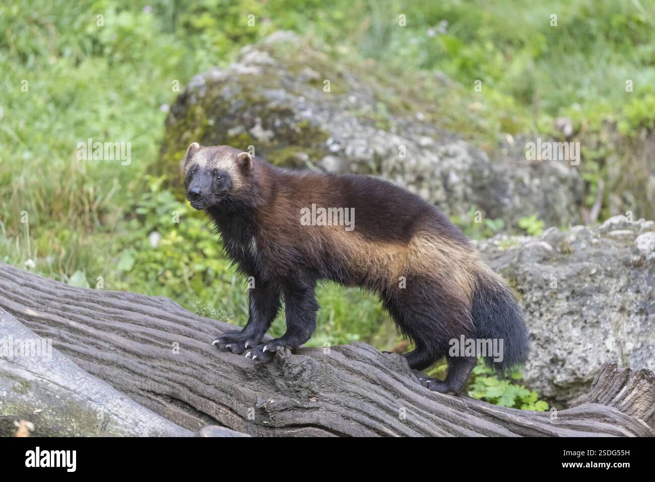 One wolverine, (Gulo gulo), standing on a fallen tree, green vegetation and rocks in the ...