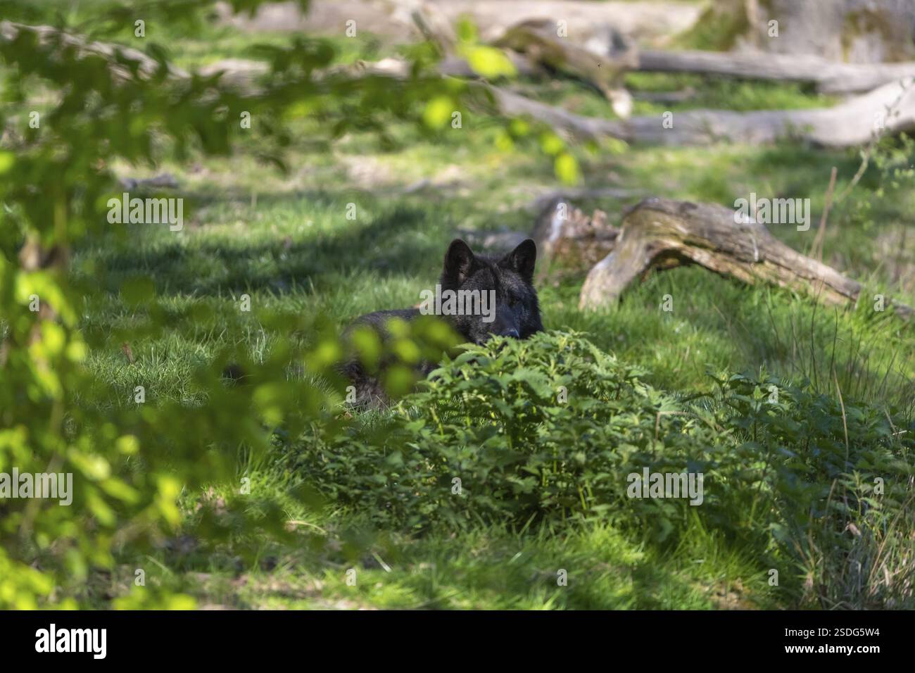 One black female Timberwolf, Canis lupus lycaon, resting in an open ...