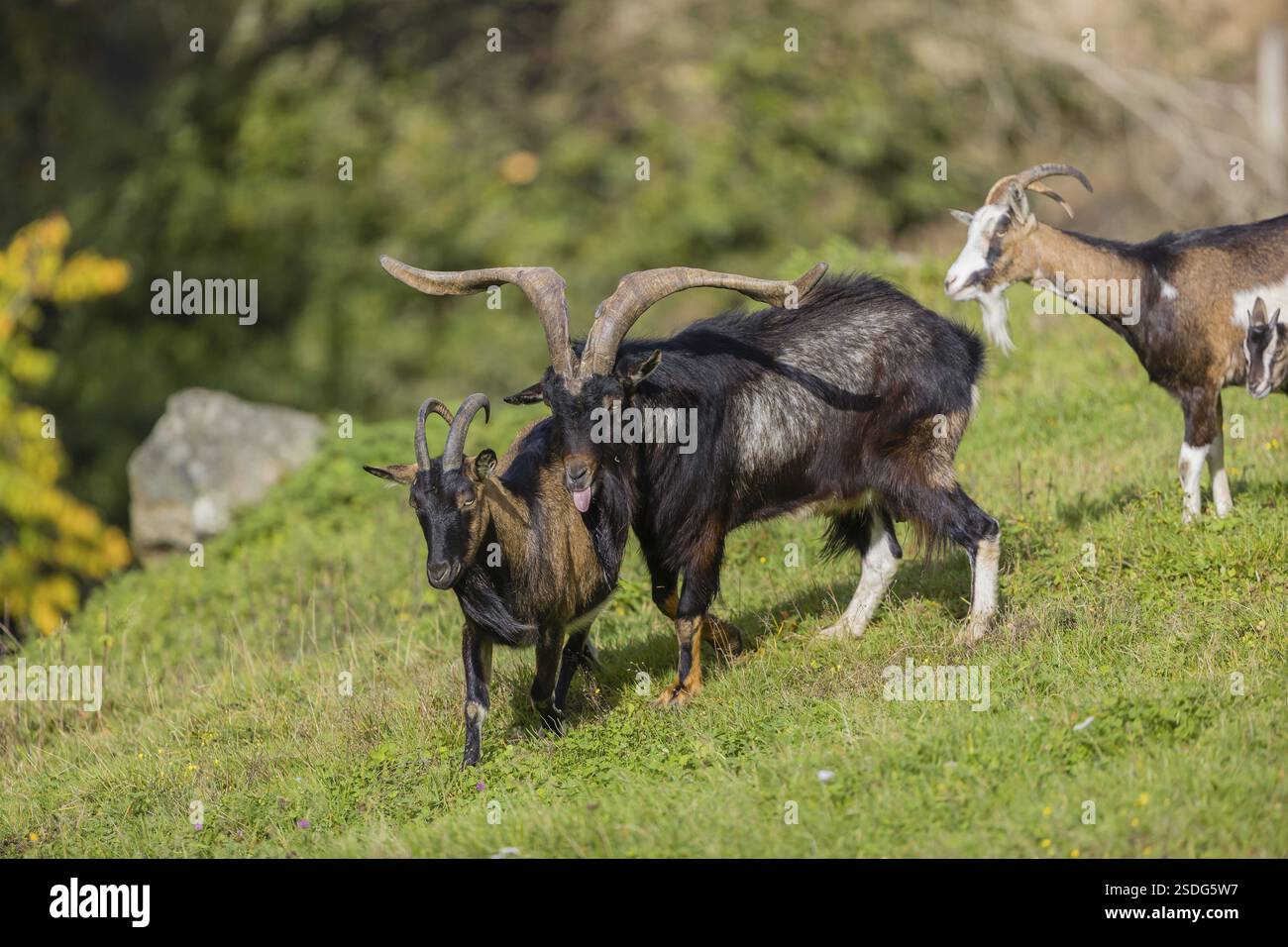 One male Tauernschecke goat, Capra aegagrus hircus, checks the ...