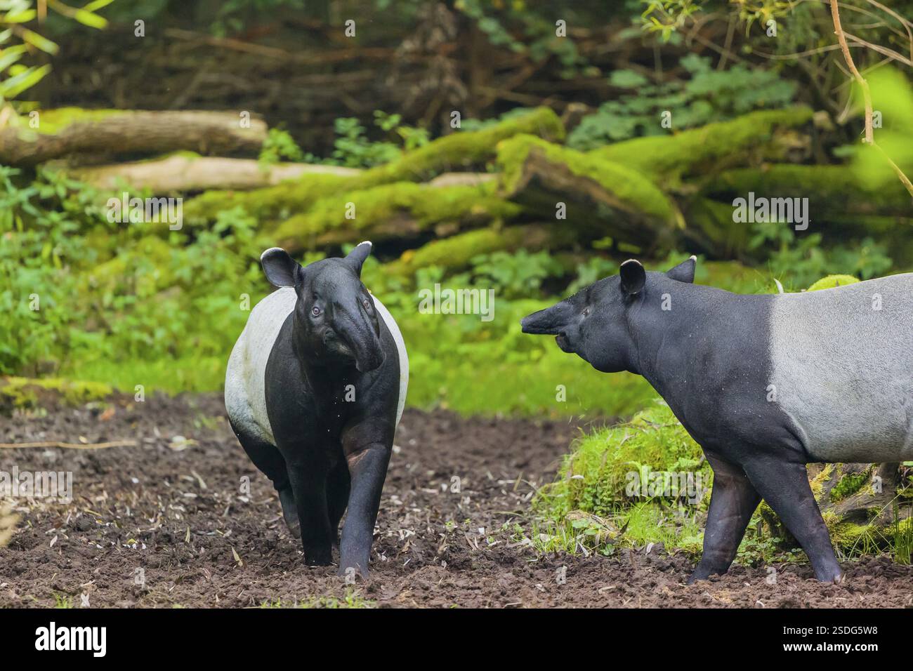 Two Malayan tapir (Acrocodia indica), one male and one female meet in a ...