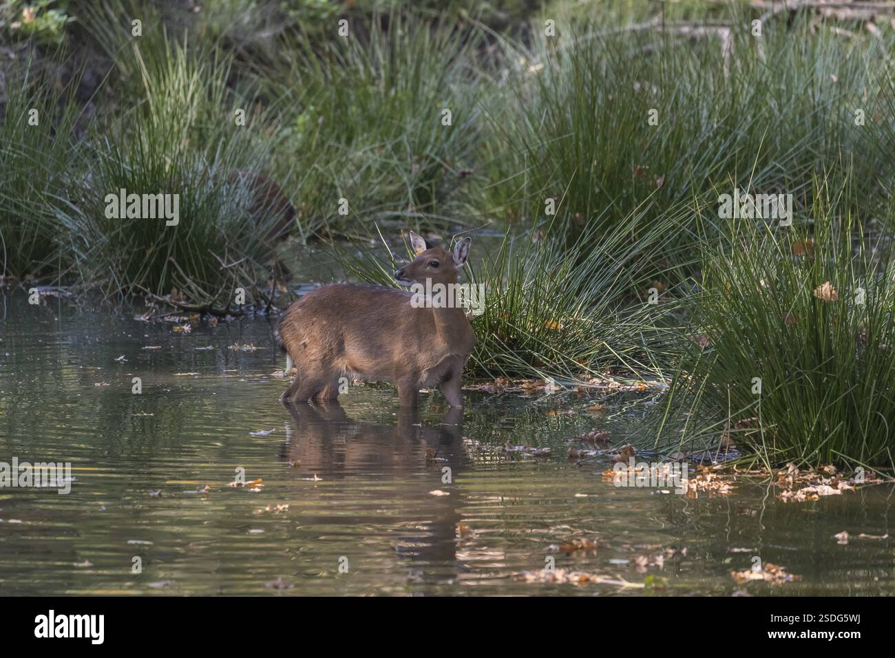 Flock of Vietnamese Sika Deer, Cervus nippon pseudaxis, standing in a ...