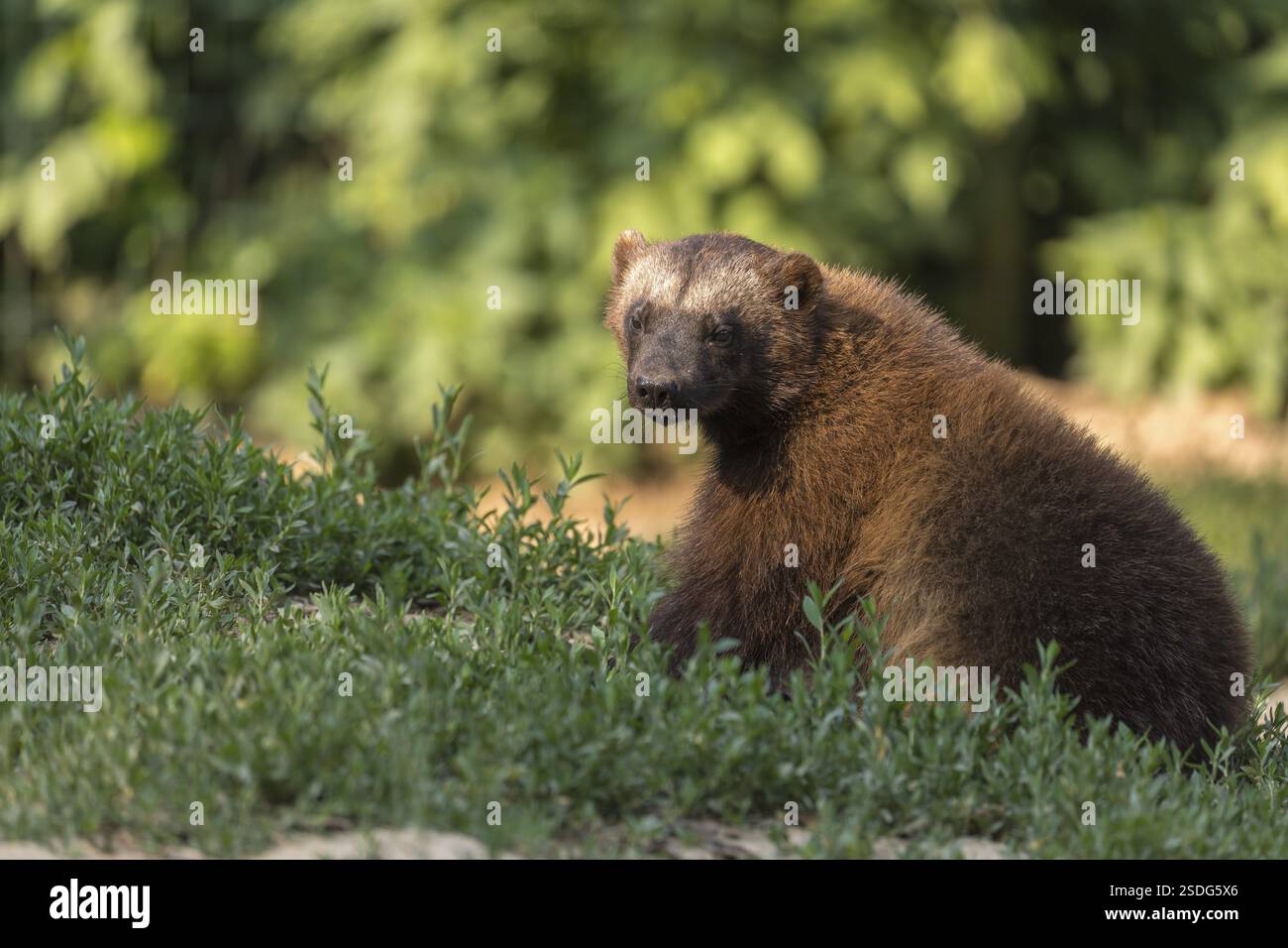 One wolverine, (Gulo gulo), sitting on grass, green vegetation, trees ...